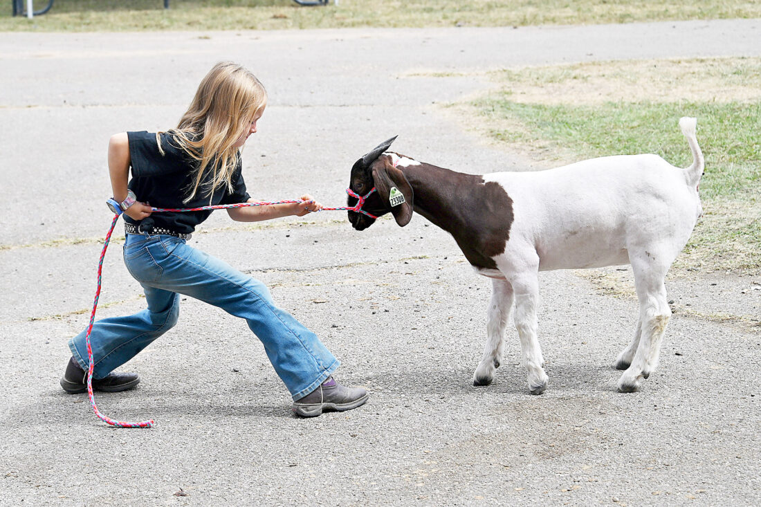 Life lessons: American Legion County Fair offers 4-H participants valuable experience | News ...